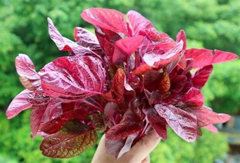 Penting Ini 5 Manfaat Bayam Merah Bagi Tubuh