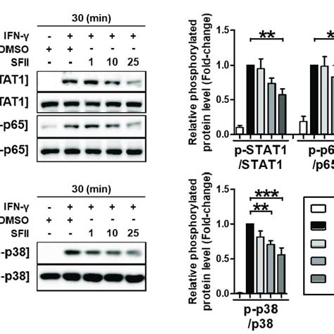 Tnf αifn γ Induced Ctss Expression Was Mediated By Stat1 Nf κb And Download Scientific