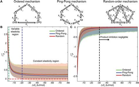 Revealing The Impact Of Thermodynamics On Enzyme Kinetics A