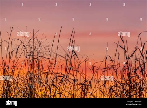 Sunset Sky Grass Background Sundown Grasses Dawn Sunset Red Sunset