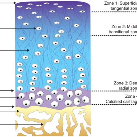 Osteochondral Unit Hierarchical Structure Comprises Zonal Organization