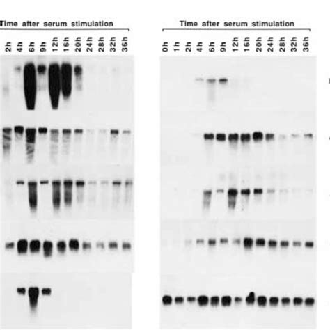 Rna Expression Analysis Of 10 Different Genes Following Stimulation Of Download Scientific