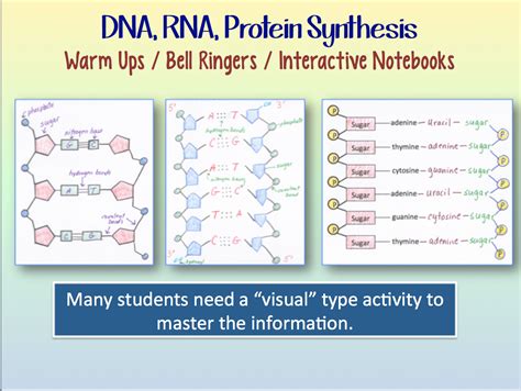 Amy Brown Science DNA And RNA And Protein Synthesis Warm Ups Or Interactive Notebooks