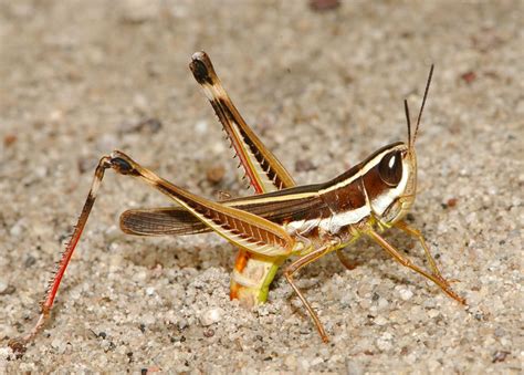Handsome Macrotona Grasshopper Macrotona Mjoebergi