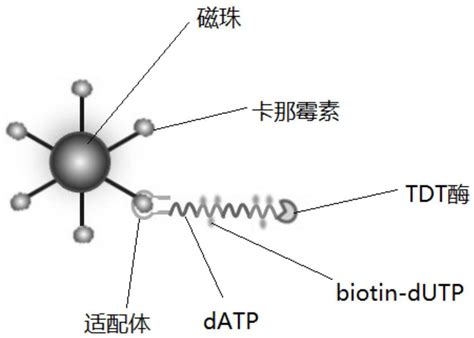 Method For Rapidly Detecting Antibiotics Based On Colorimetric Aptamer Sensor Eureka Patsnap