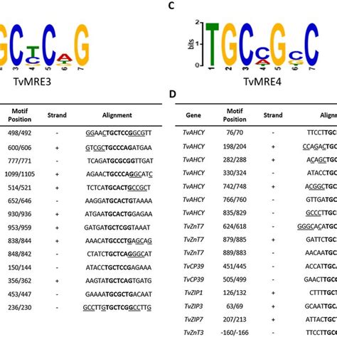 Identification Of A Palindromic Sequence Generated By Overlapping Two