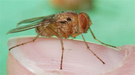 Insect Inspired Microphone Set To Modernise Hearing Aid Systems