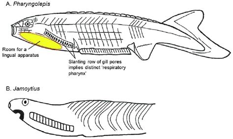 Anaspids A Clade Of Fossil Jawless Fishes A Labels Some Lamprey Like Download Scientific