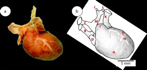Ventral View Of Cynopterus Titthaecheilus Heart Shows The Location Of