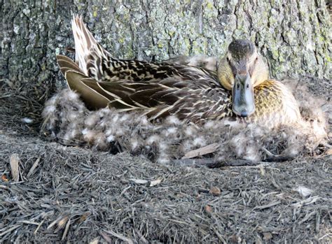 Female Mallard Duck Laying Eggs