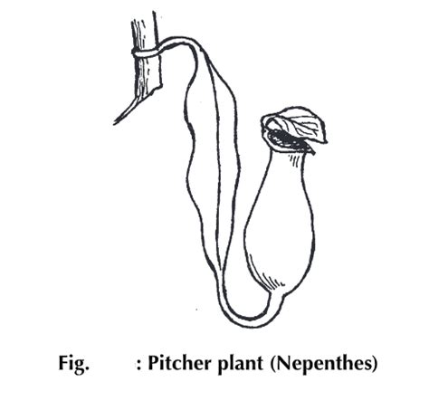 Leaf Structure Types Parts And Modifications Biology Ease
