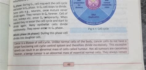 G 0 Phase During G 1 Cell May Exit The Cell Cycle And Enter In G 0