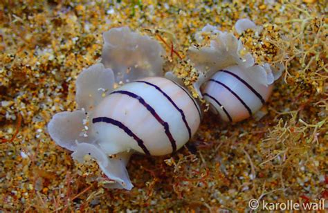 Sea Slugs Of Maui Nudibranchs Side Gilled Slugs Sapsuckers