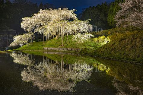 福島県 中島の地蔵桜 190109302 の写真素材 アフロ