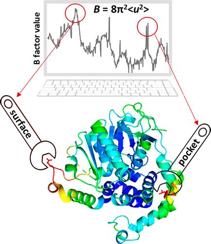 Utility Of B Factors In Protein Science Interpreting Rigidity