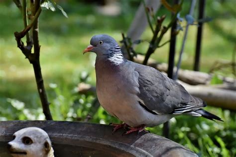 Band Tailed Pigeon Complete Breed Guide Everything About It