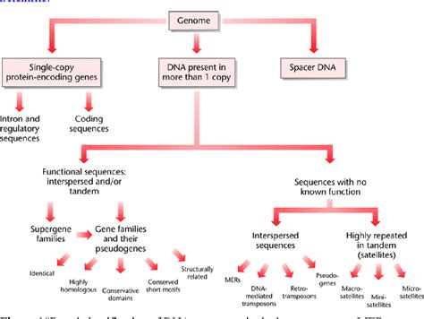 Figure 1 From Genome Organization Human Advanced Structures And
