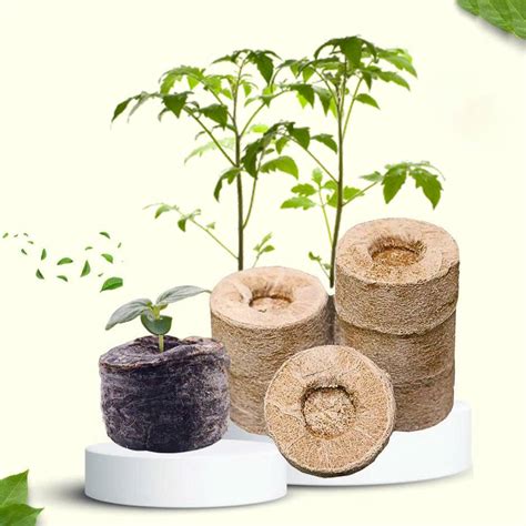 🚫 အမြစ်ပျက်စီးတာ နှေးကွေးစွာ ကြီးထွားတာ ပျိုးပင်တွေ သေဆုံးတာတွေ ဖြစ်နေလား။ 👉 ခေတ်နောက်က