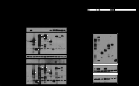 Characterization Of Novel N Myc Interactors A Immunoblots Of Hek293 Download Scientific