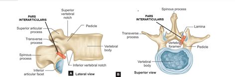What Is Pars Interarticularis