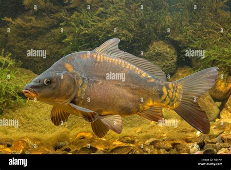 Carp Common Carp European Carp Cyprinus Carpio Mirror Carp Stock