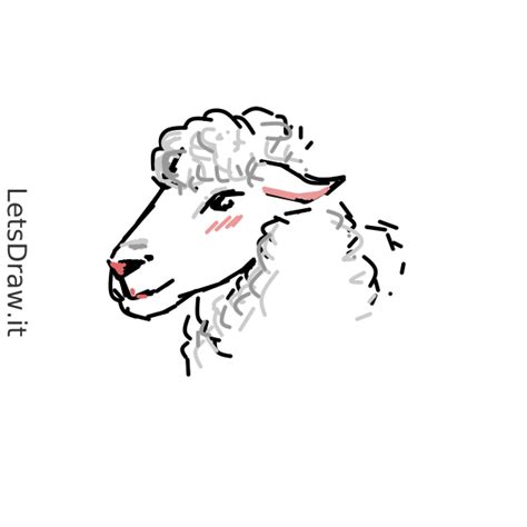 How To Draw Sheep 5dad8za8h Png LetsDrawIt