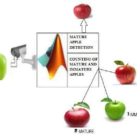3 Flowchart Of The Proposed Model C Dataset Preparation The Fruit