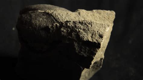 Bivalve Bivalvia Fossil Shell Stock Footage Video 100 Royalty Free 4889702 Shutterstock