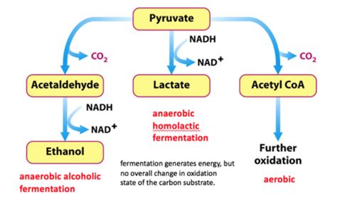 Lect 16 Flashcards Quizlet