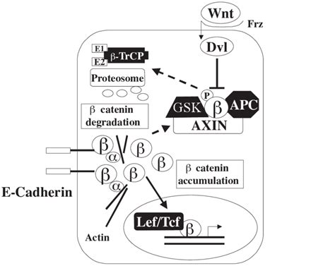 Schematic Representation Of β Catenin Pathways β Catenin Binds To Download Scientific Diagram