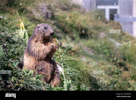 Marmot Eating Grass Closeup Alpine Marmot In The Swiss Alps In Summer