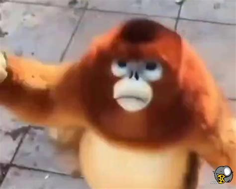 میمون دماغ سربالای طلایی فیلو