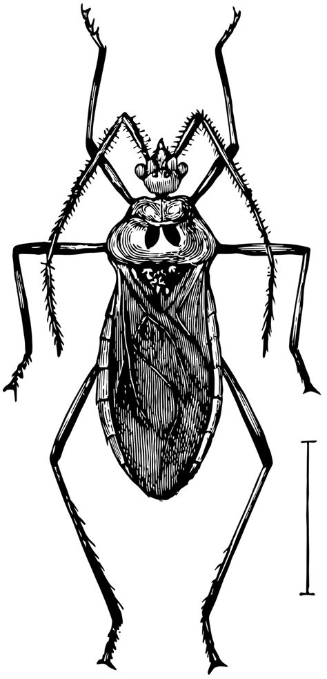 Assassin Bug Vintage Illustration 13780343 Vector Art At Vecteezy