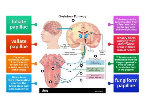 The Gustatory Pathway And Structures Labelled Diagram The Gustatory Pathway And Structures Labelled Diagram