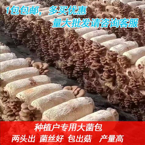 5斤超大蘑菇菌包食用菌菌种平菇种菌棒多肉绿植家庭菜园种植蘑菇 虎窝淘
