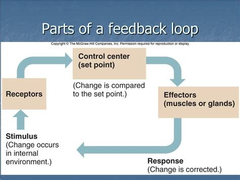 Positive Feedback Loop Example Anatomy At Indiana Seery Blog