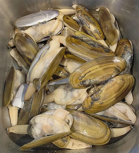 Paralytic Shellfish Poison Found In Harbor The Daily World