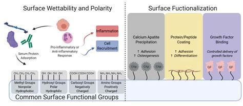 Biomaterial Directed Cell Behavior For Tissue Engineering Pmc
