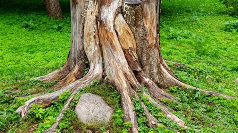 Your Guide To Tree Root Removal Forbes Home