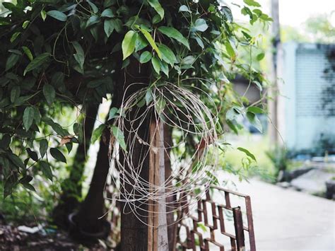 Premium Photo Close Up Of Barbed Wire Rolled Up On Tree