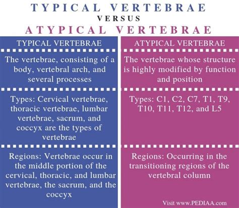 What Is The Difference Between Typical And Atypical Vertebrae Pediaa