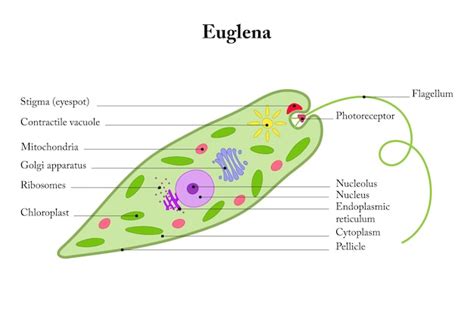Premium Vector Euglena On A White Background Internal Structure