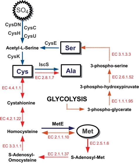 Bioinformatic Approaches For Functional Annotation And Pathway