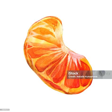 흰색 배경에 고립 된 수채화 감귤 류 과일 오렌지 또는 귤 슬라이스 겨울이나 여름을 위한 손으로 그린 껍질을 벗긴 음식 메뉴