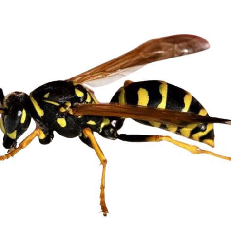 Wasps Al Rasa Blogs