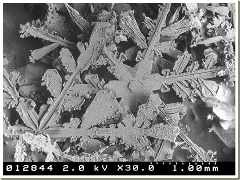 Electron Microscope Snowflake