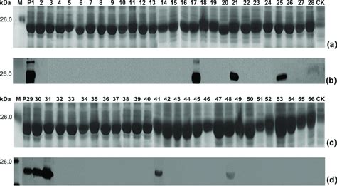 Sds Page And Western Blot Analysis Of Expressed 16mer Peptides A C