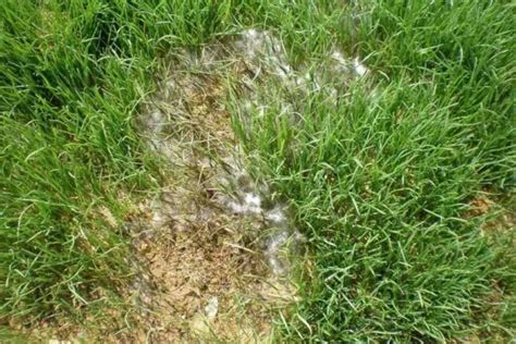 How To Identify Control And Prevent Pythium Blight Lawn Disease