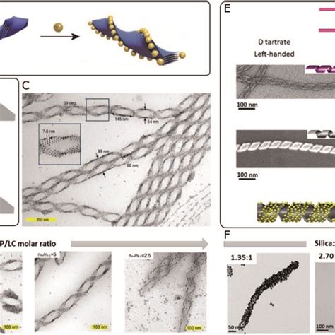 A Schematic 3d Model Of Stacked Molecular Layers Of Bent Core Download Scientific Diagram