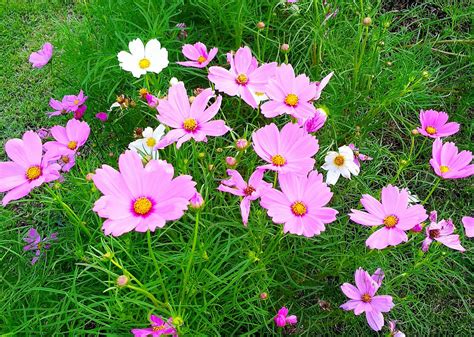 Cosmos Flowers Height At Lachlan Ricardo Blog